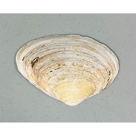 Accents | Atlantic Surf Clam Seashell Ocean Beach Shell 425 In Surf ...